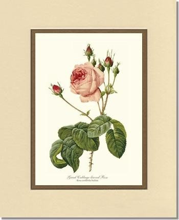Vintage Botanical Rose Art Print: Great Cabbage Leaved Rose, 11x14 ...