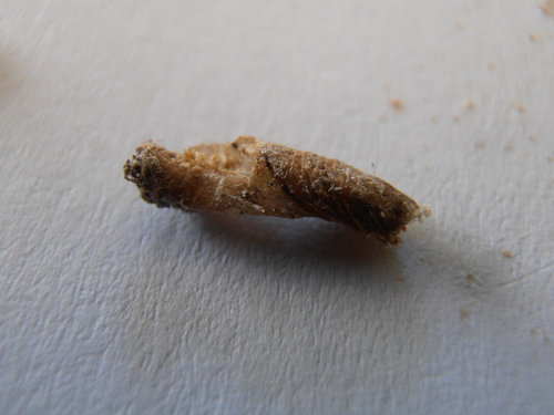 What kind of cane borers rose do you think it is?