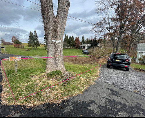 Property Line Border: What would you plant?