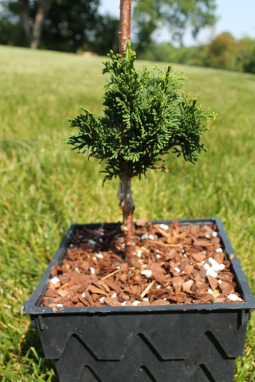 Conifer Grafts