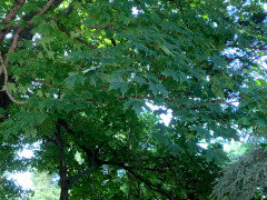 Norway Maple trunk/root rot? | Houzz Forum
