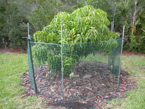 Anti Squirrel Deterrent Fencing??