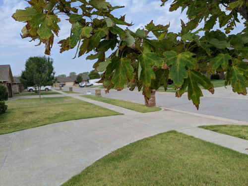 Sun scald and early leaf loss on Autumn Blaze maple tree