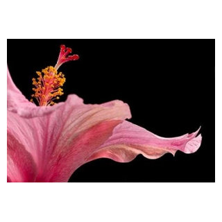 Hibiscus 1 Poster Print by Barry Seidman - Item # VARPDXBSRC012A, 36 x ...