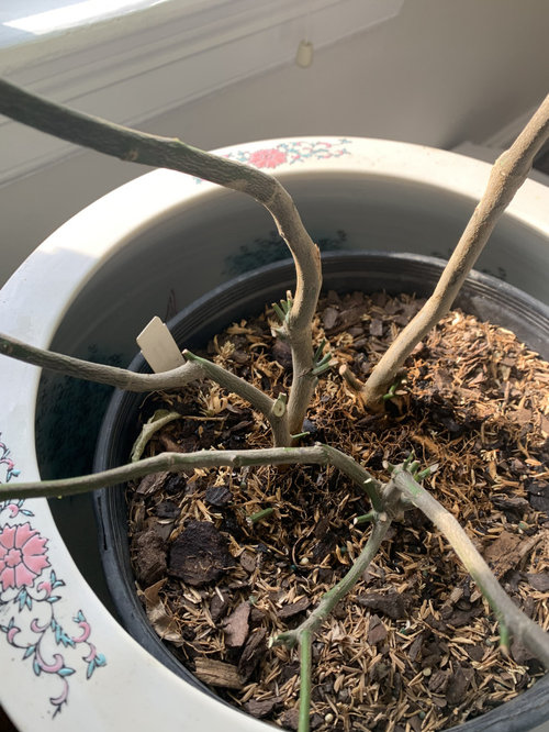 Rootstock suckers on Meyer lemon tree? Where is the main trunk?