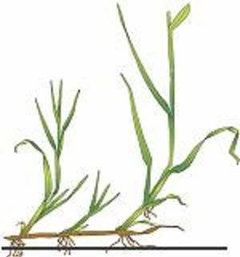 Weed with long rope like roots (pic's)