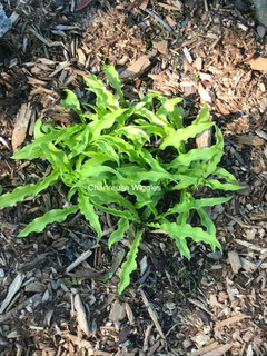 Hosta C 2023 .............................