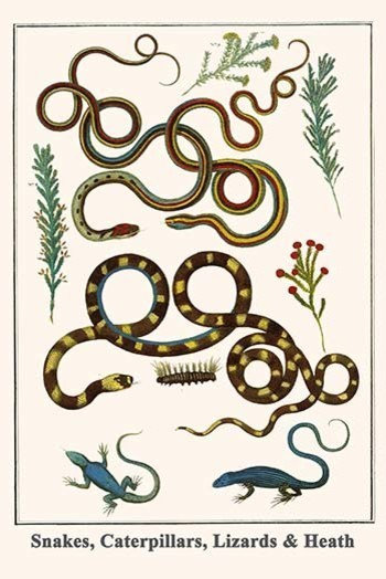 Snakes, Caterpillars, Lizards & Heath, 20" x 30" - Traditional - Prints ...