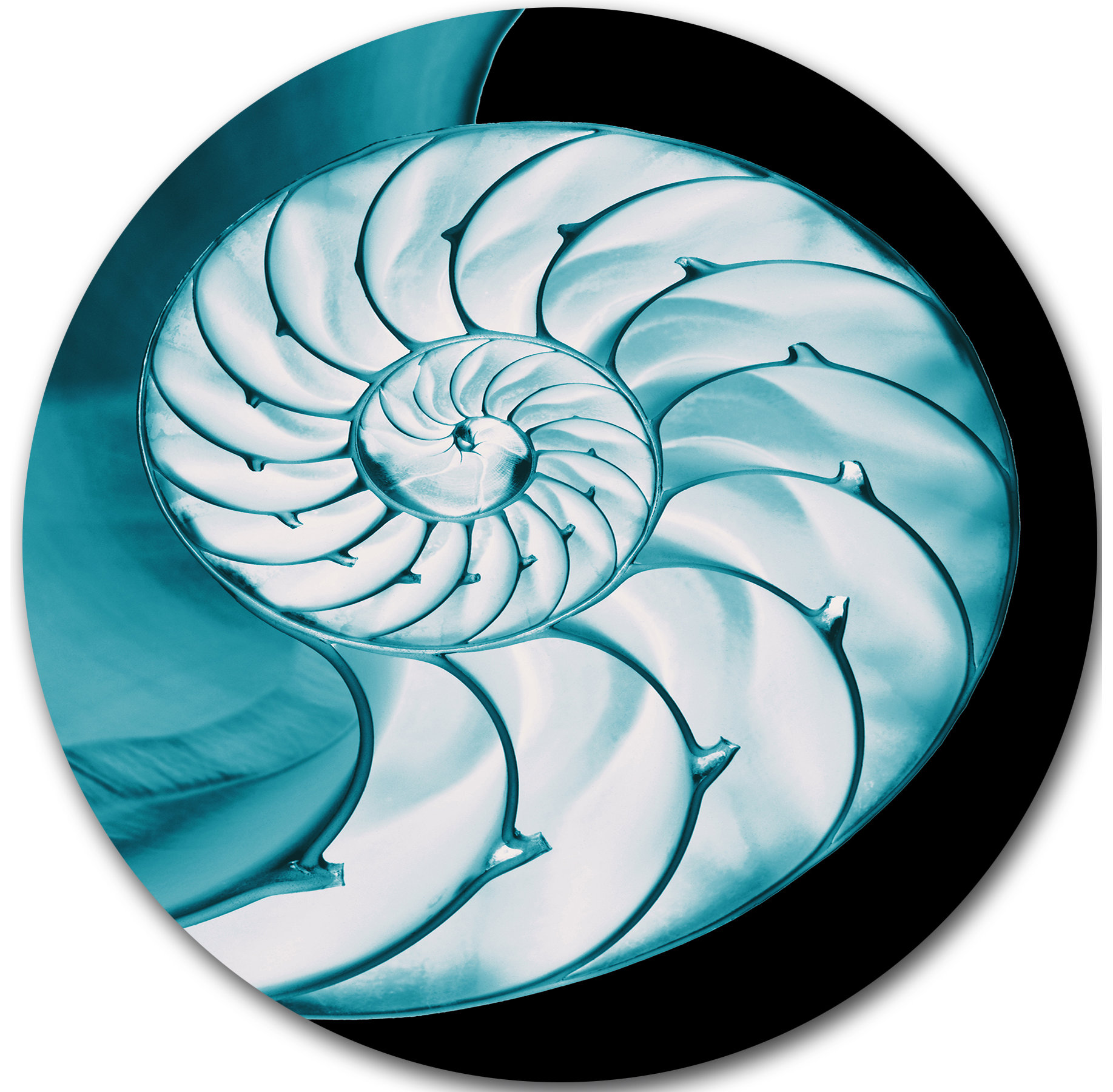 Chambered Nautilus Shell, Abstract Art Large Disc Metal Wall Art, Disc ...