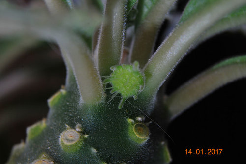 Dorstenia lavrani finally blooms