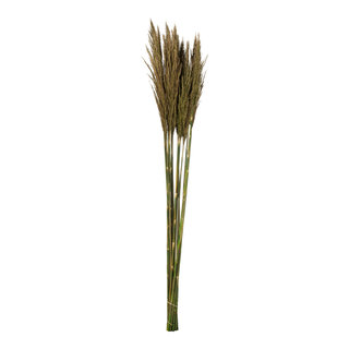 Vickerman Plume Reed Bundle, Preserved - Artificial Flower Arrangements ...