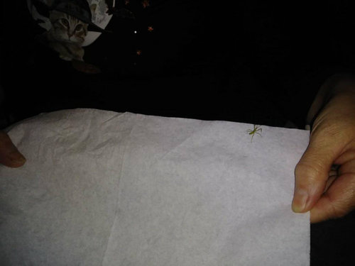 Anyone know what kind of buggar this is and good or bad?