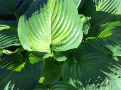 Hosta Blue Dimples