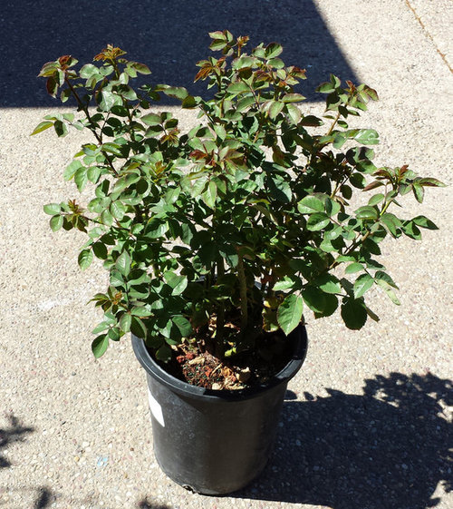 "A Night of Magic" rose by Dave Bang at Almaden Valley Nursery