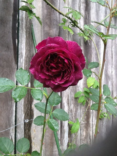Heat Tolerant Roses ??? What's in Your Garden??