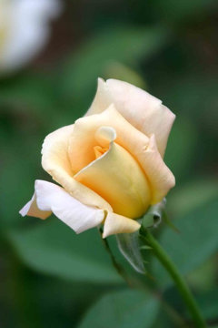 Fragrant roses by color: YELLOW