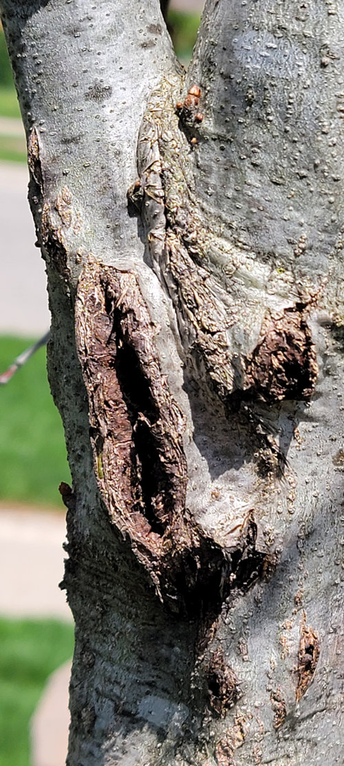 What happened to my young Oak tree?