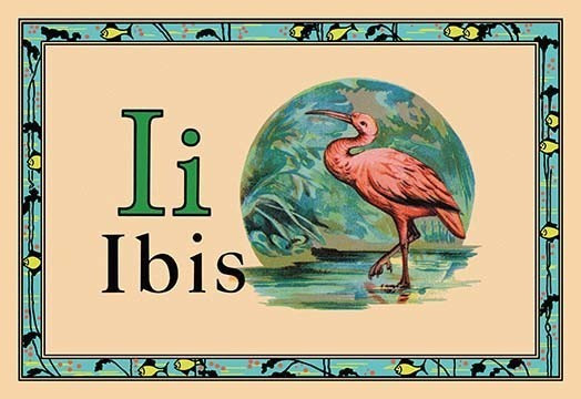 Ibis, 20" x 30" - Traditional - Prints And Posters - by Buyenlarge Inc ...