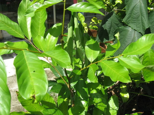 Rambutan seedlings update