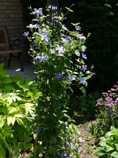 Arabella will be a plant in any garden I have