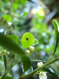 What are these insects on my Steeds Holly?
