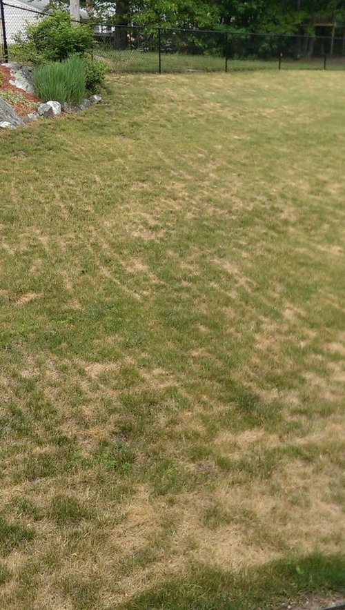 Lawn Care issues