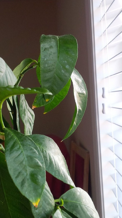 Why is my Lemon tree getting burnt leaf tips?