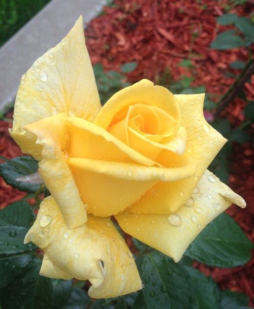 Fragrant roses by color: YELLOW