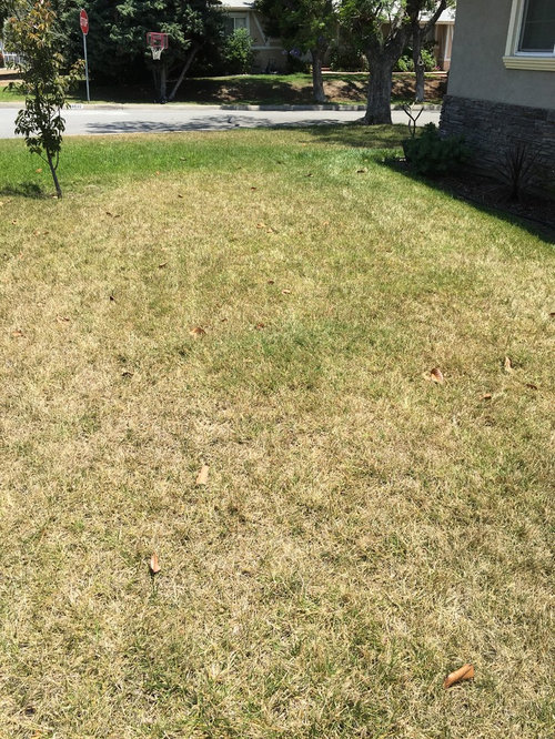 Dying lawn. Help!