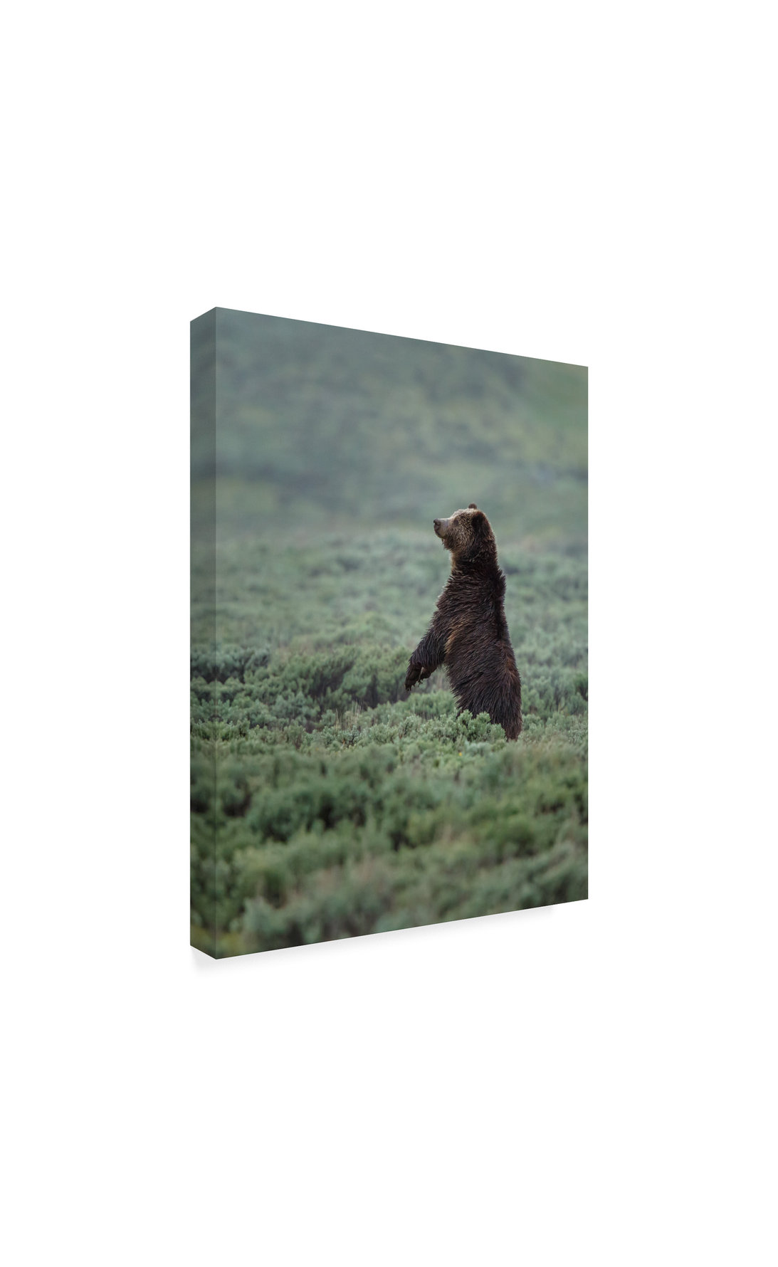 Galloimages Online 'Black Bear Cub Upright' Canvas Art, 32"x24 ...