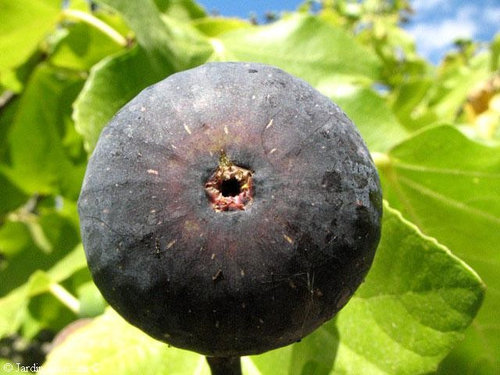 Mundani Botanical Garden