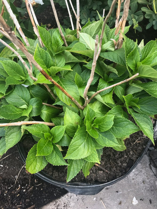 Hydrangea identification