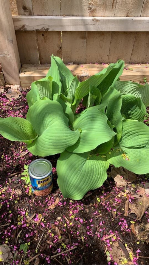 Hosta Identification 5