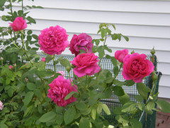 Bought the last 2 Dark Lady Roses available from DA in June