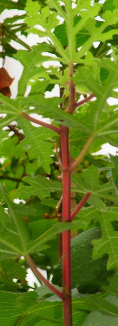 Iranian Mountain Figs
