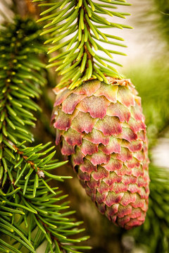 Cupressina Columnar Spruce cones