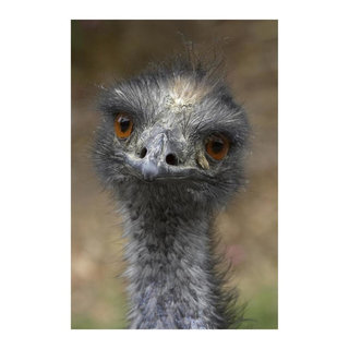 "Emu portrait, native to Australia" Paper Print by San Diego Zoo, 14 ...