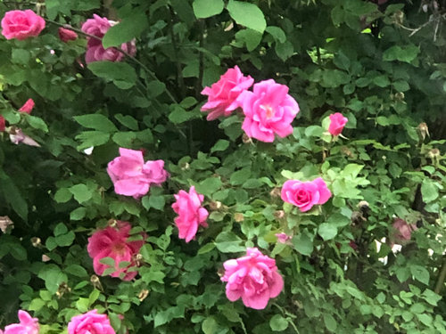 Unknown pink rose