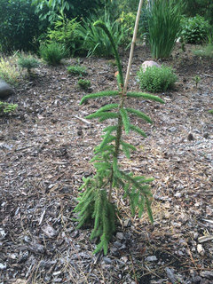 Picea mariana 'Nicolet Weeping'is