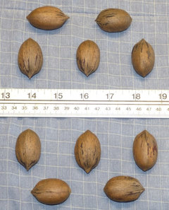 Growing Hickory and Hican for Nut Production (2)