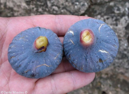 Mundani Botanical Garden