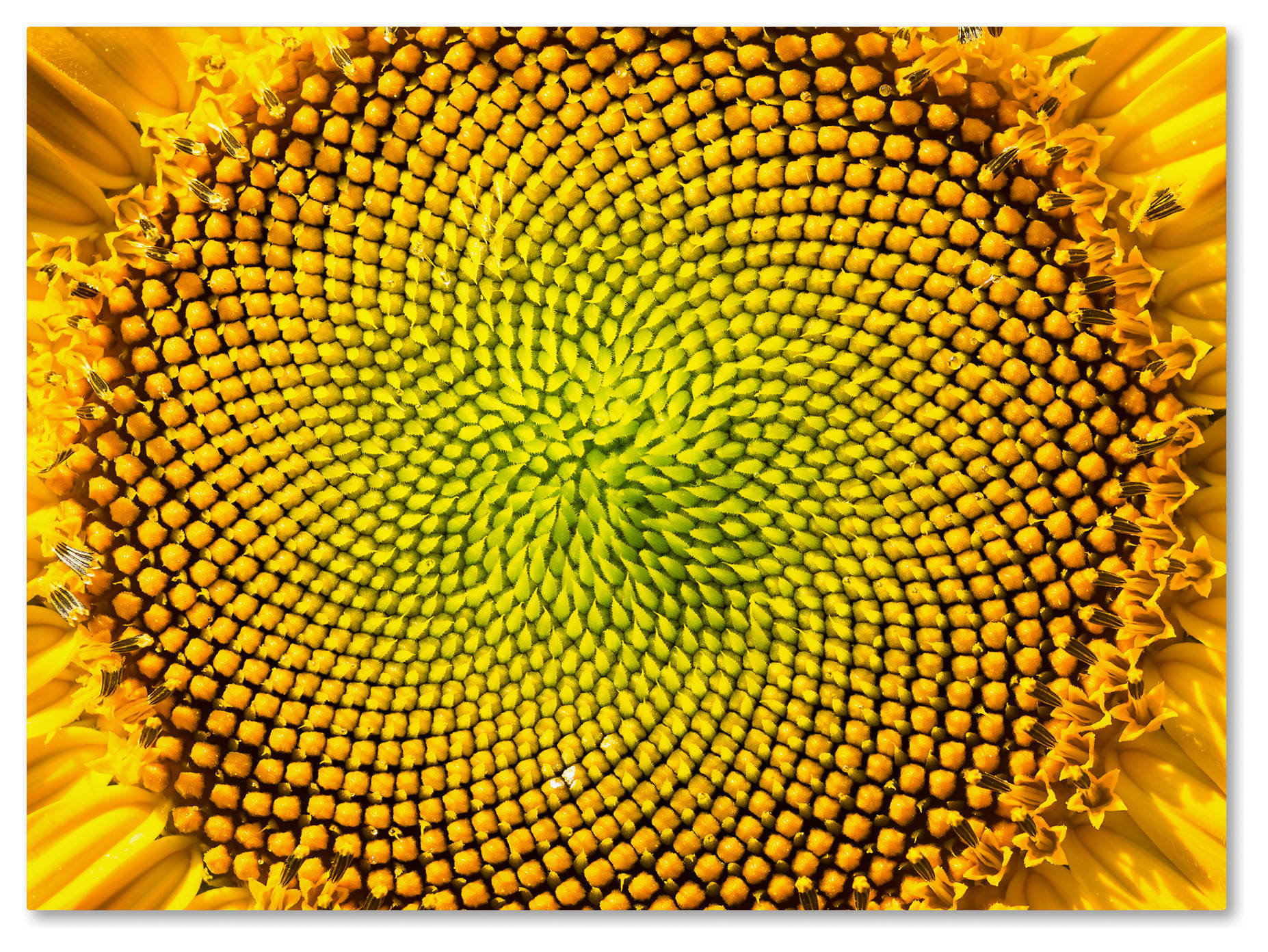 Kurt Shaffer 'Cosmic Patterns in Nature' Canvas Art, 32"x24 ...