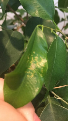 Worms in my ficus | Houzz Forum