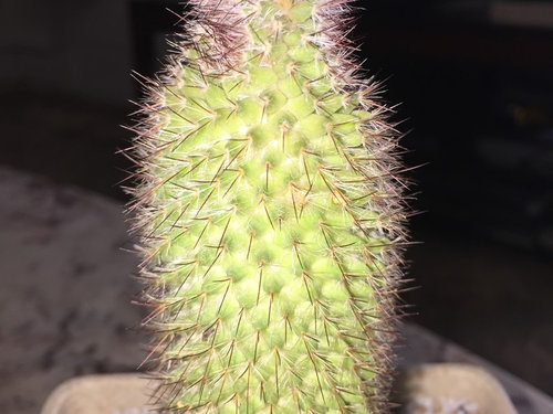 Cactus deflating after planting in 100% Pumice