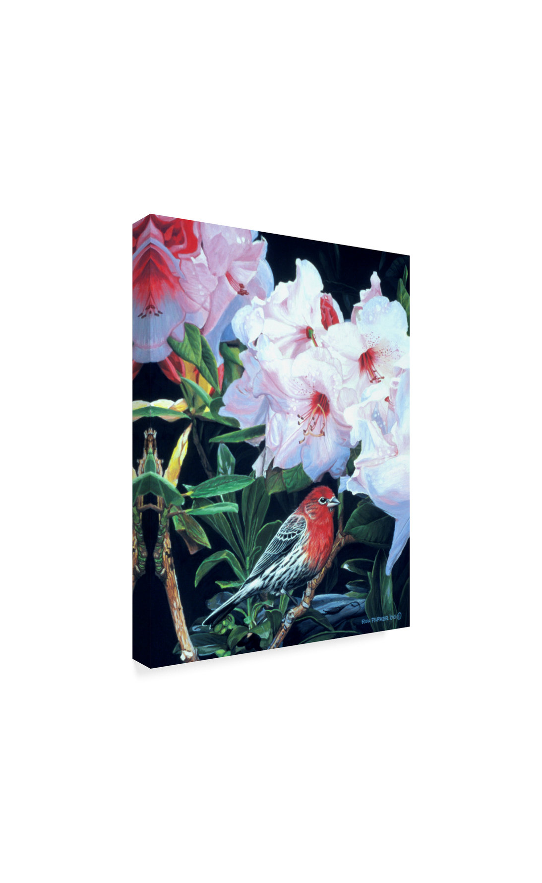 Ron Parker 'House Finch And Rhododendron' Canvas Art, 24"x18 ...