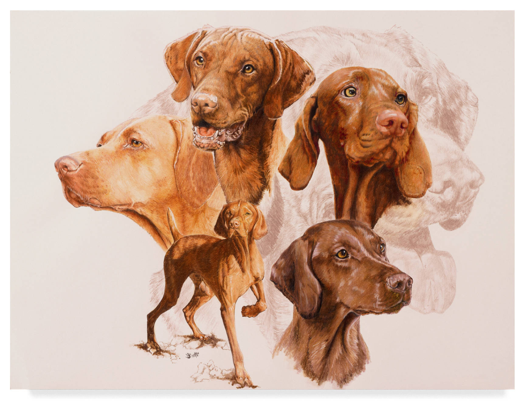 "Vizsla" by Barbara Keith, Canvas Art, 24"x18" - Contemporary - Prints ...