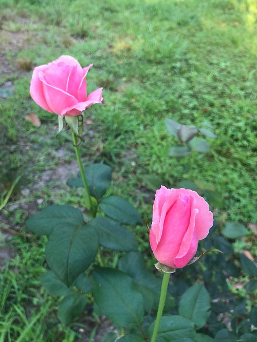 Are these bubblegum pink Paul Neyron roses?
