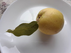 Crimea quince fruit review | Houzz Forum