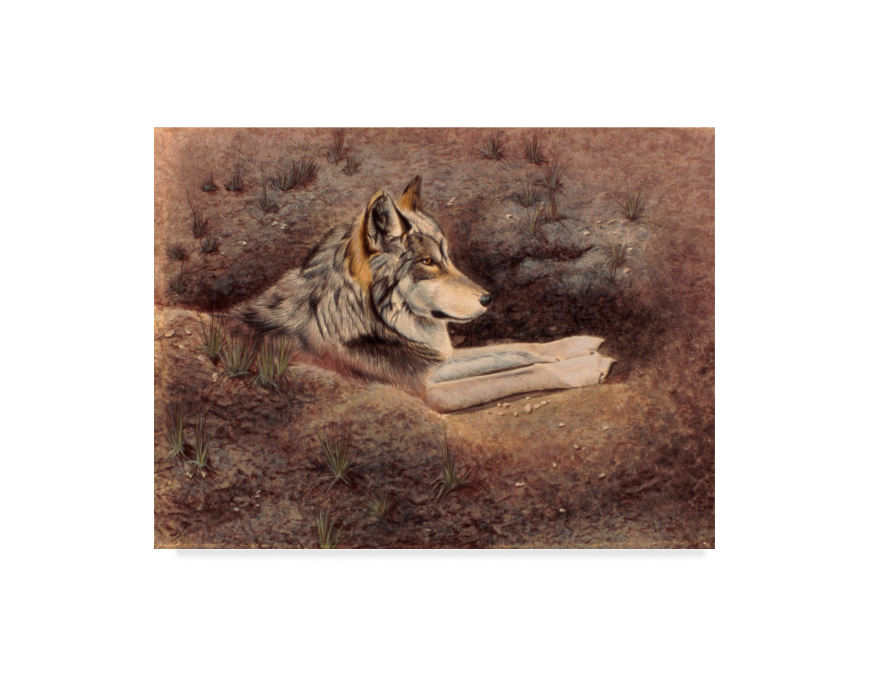 Rusty Frentner 'Mexican Wolf' Canvas Art, 32"x24" - Rustic - Prints And ...