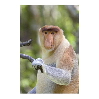 "Proboscis Monkey dominant male, Sabah, Malaysia" Paper Art, 14"x20 ...